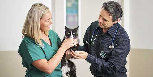 Vet Jobs - Veterinarian Jobs | Veterinary Jobs the Fresh Way ...