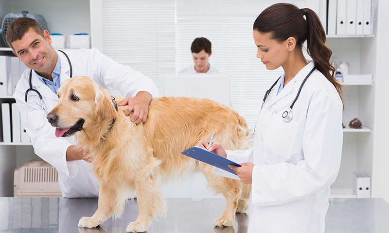 Vet Jobs - Veterinarian Jobs - Veterinary Nurse Jobs - Veterinary Jobs ...